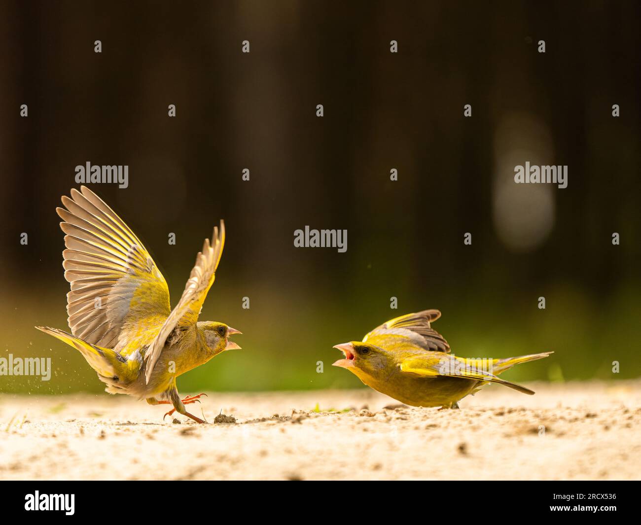The birds squaking at each other. HUNGARY: IMAGES CAPTURED of two male ...