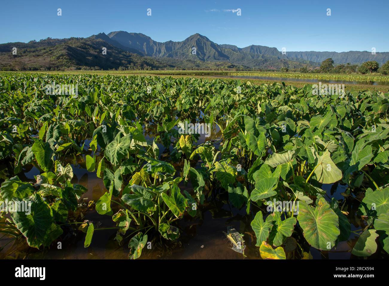 Taro plantation hi-res stock photography and images - Alamy