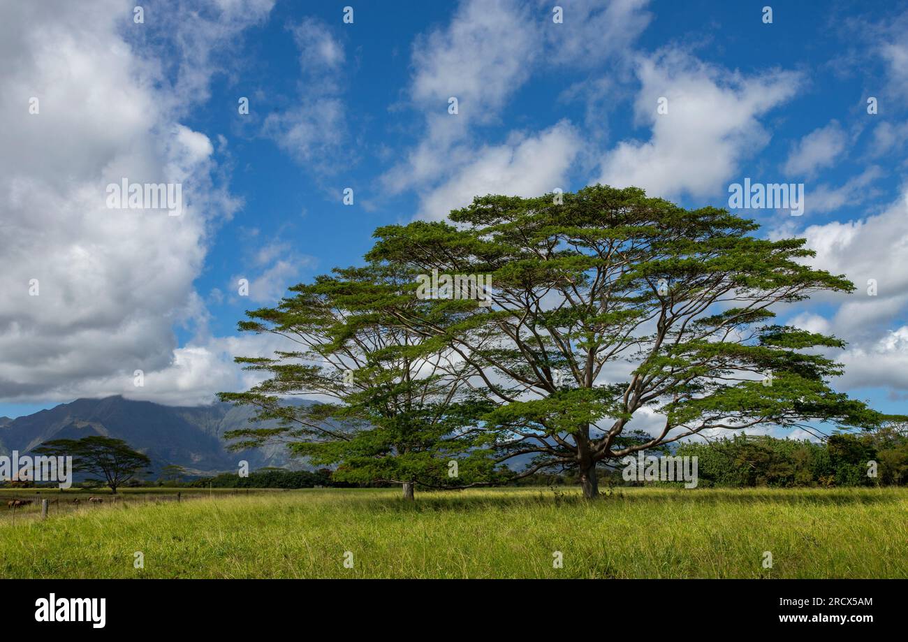 Ranch land with mountain backdrop, Kauai Stock Photo - Alamy