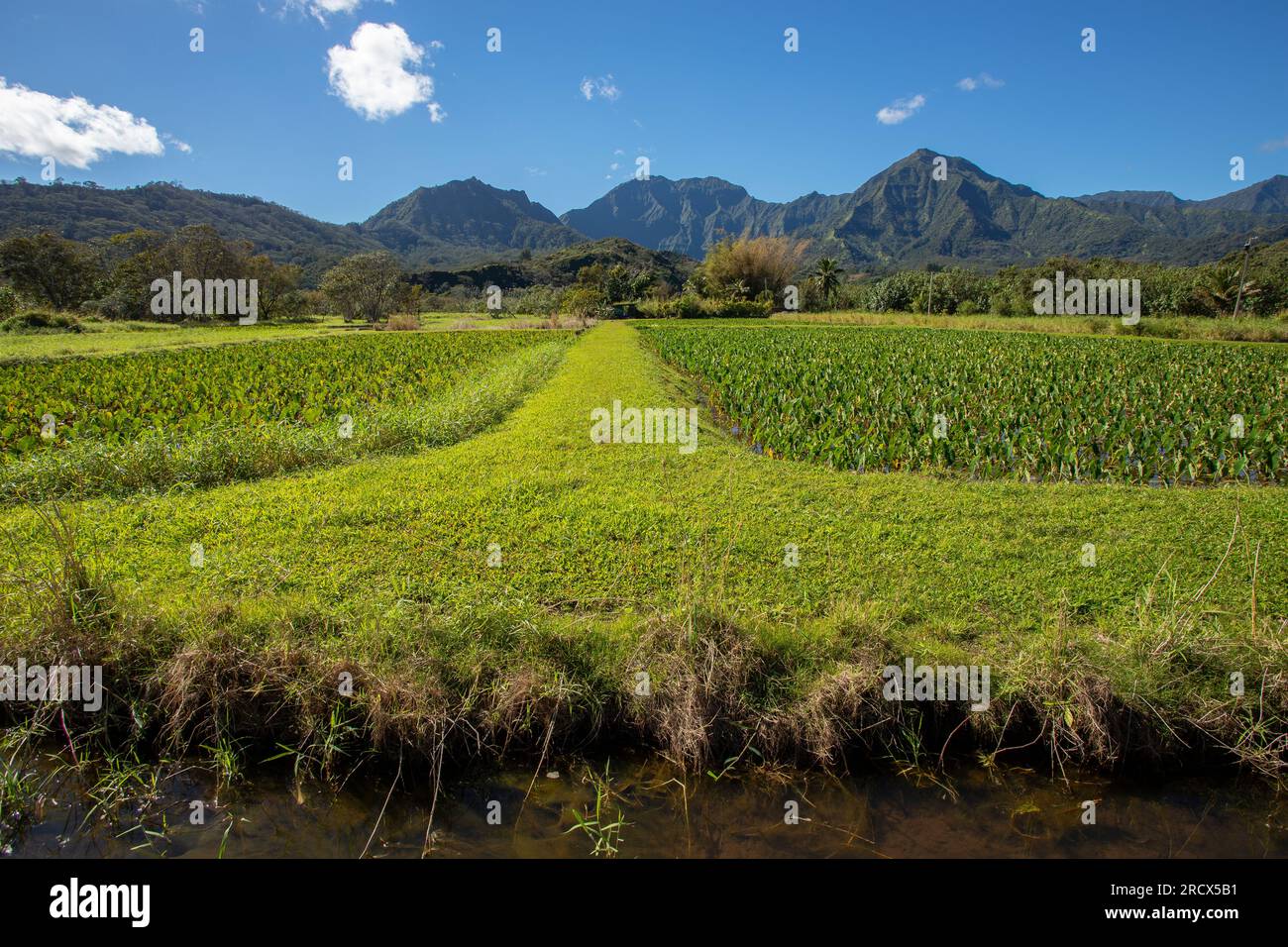 Taro fields hanalei kauai hi-res stock photography and images - Alamy