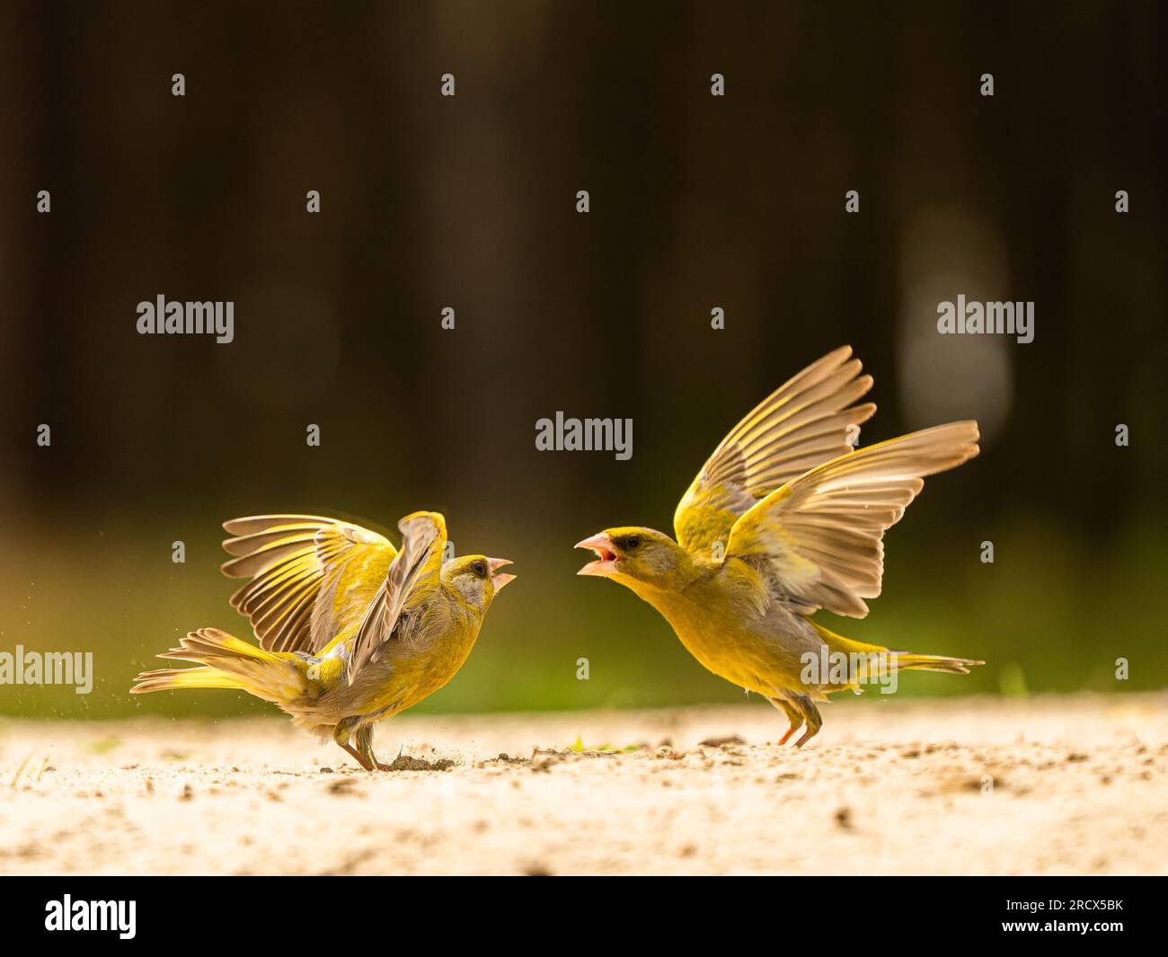The birds come closer to each other. HUNGARY: IMAGES CAPTURED of two ...
