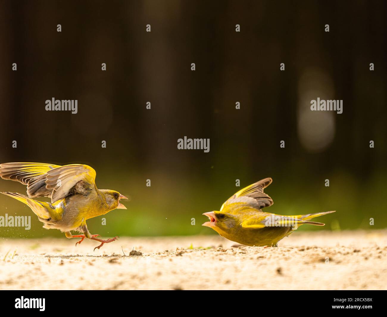 The birds begin to get aggressive with each other. HUNGARY: IMAGES ...