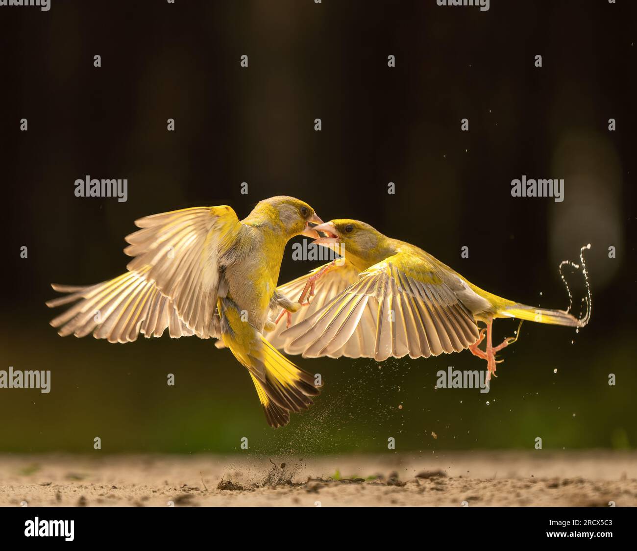 The birds attacked each other with their beaks. HUNGARY: IMAGES ...