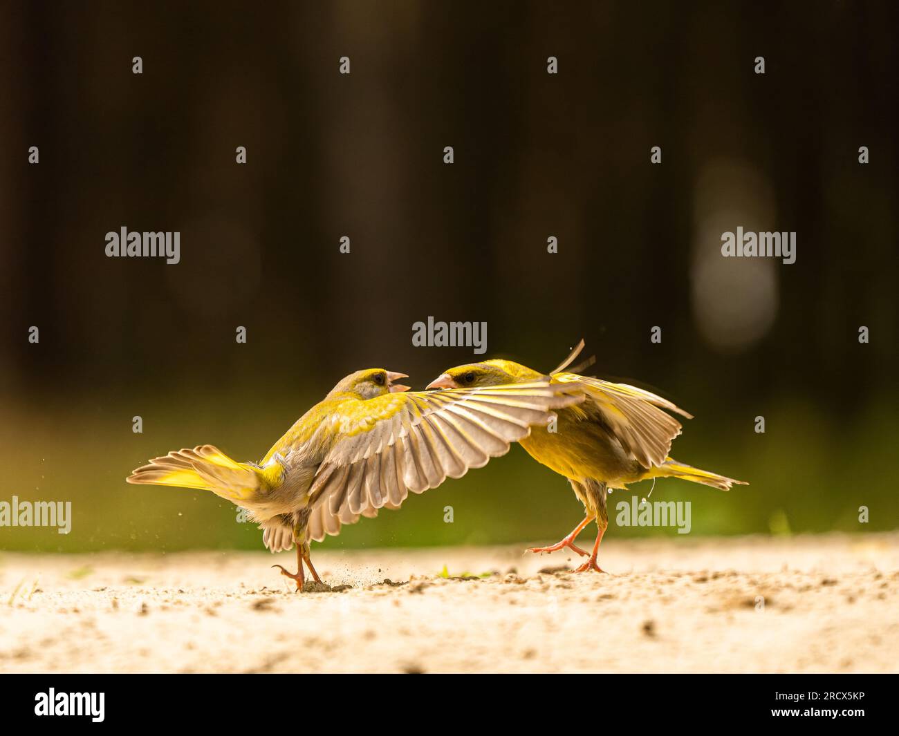 The birds in a dead-lock. HUNGARY: IMAGES CAPTURED of two male ...