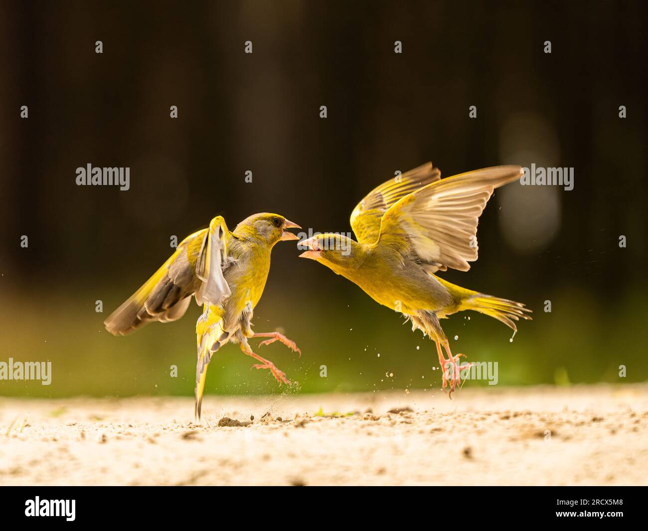 The two birds are ready for battle. HUNGARY: IMAGES CAPTURED of two ...