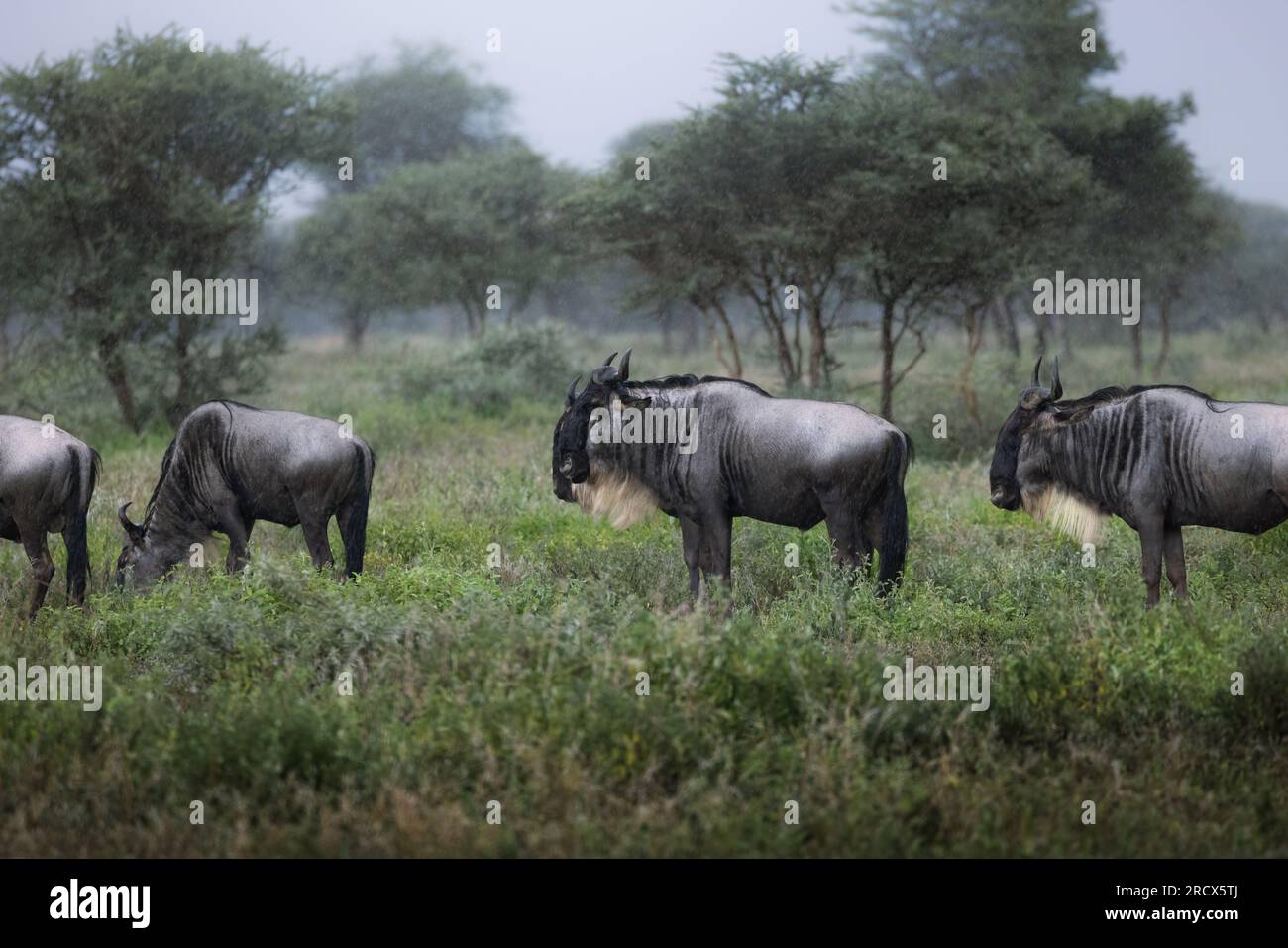 A herd of wild wildebeest, gnus, in the savannah in rain in the ...