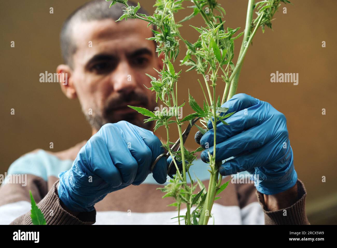 Marijuana portrait hi-res stock photography and images - Alamy