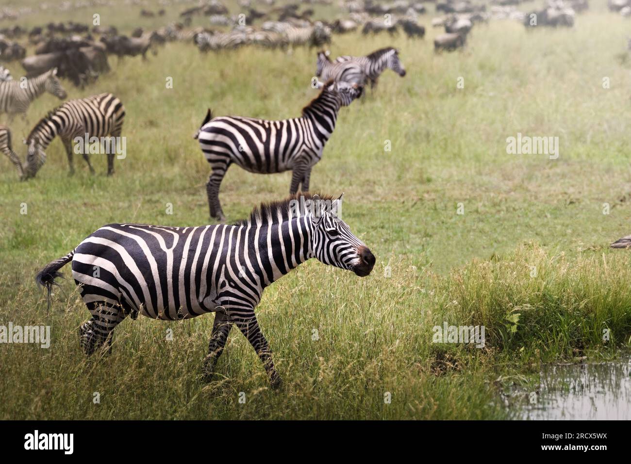 A herd of wild zebra in the savannah in the Serengeti National Park ...
