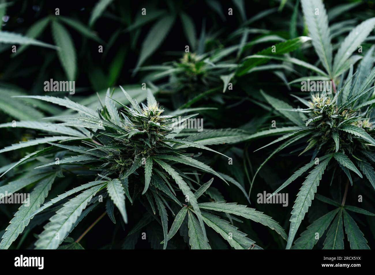Cannabis farm person hi-res stock photography and images - Alamy