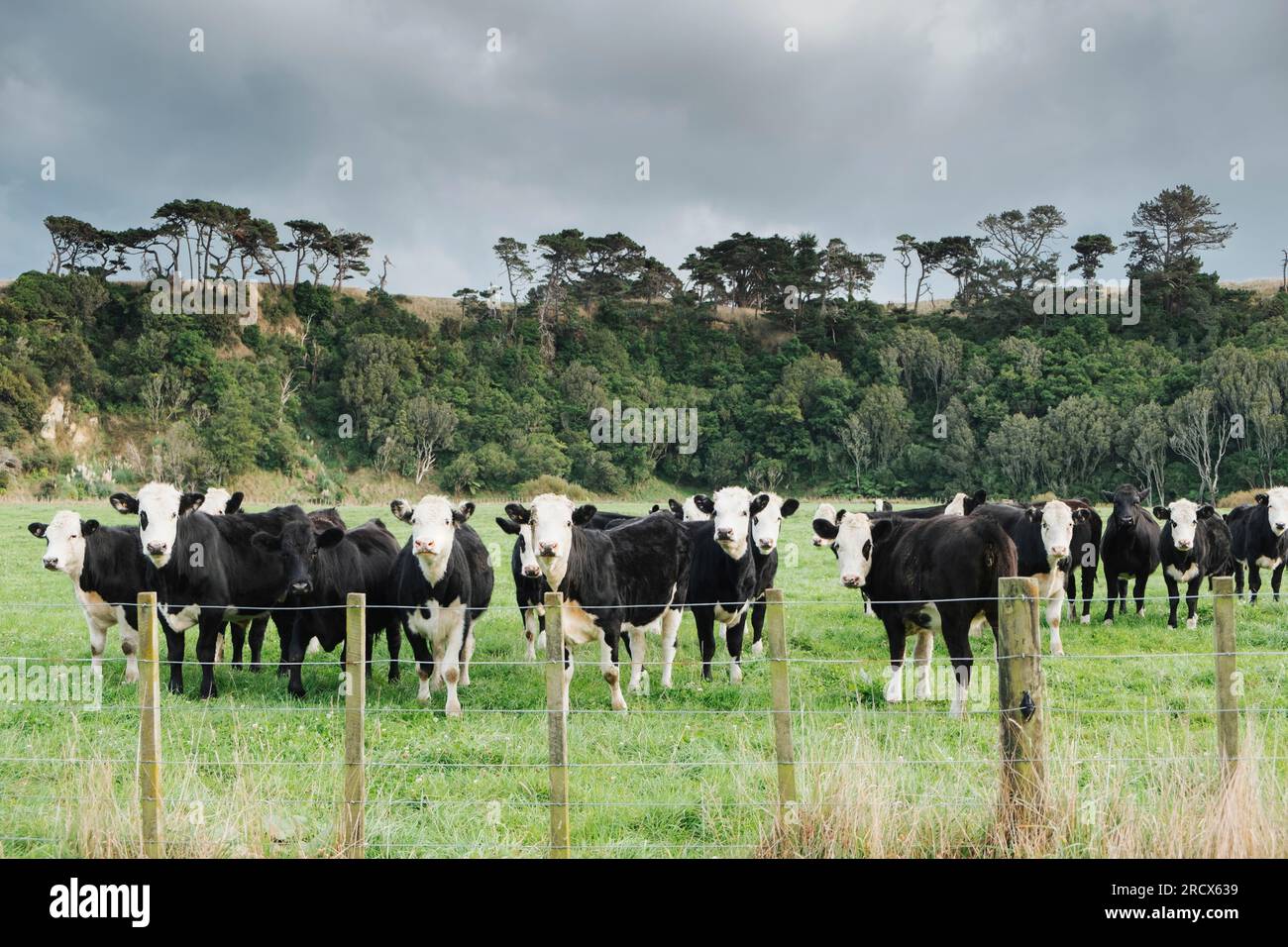 Black and white cows in a paddock behind a fence Stock Photo - Alamy