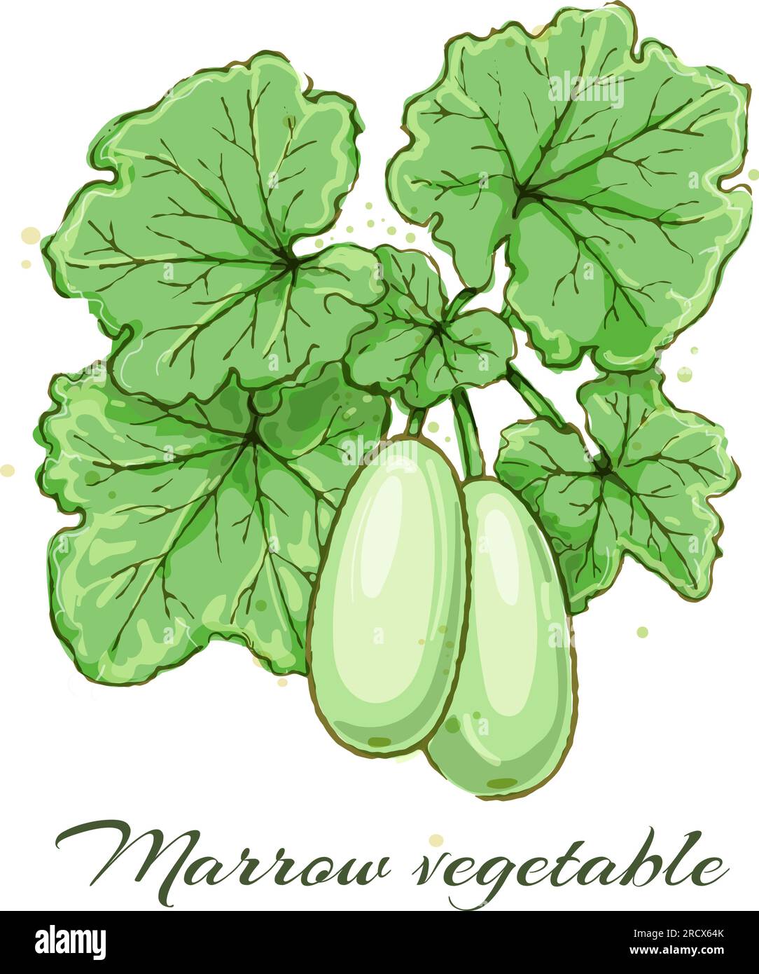 Upo Vegetable Drawing