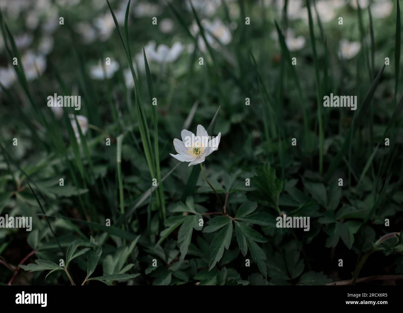 One flower with green grass hi-res stock photography and images - Alamy