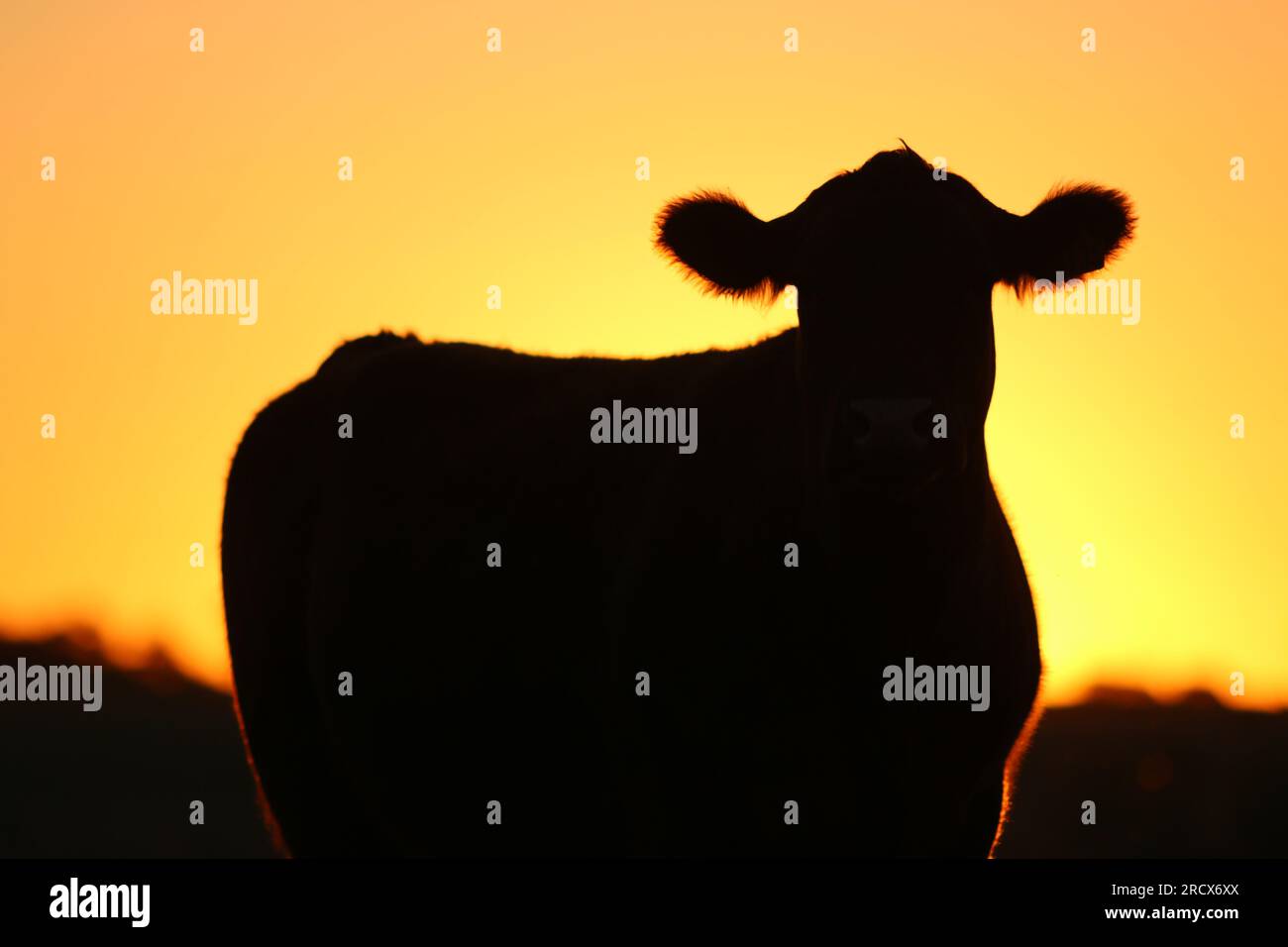 Cow silhouette sunset hi-res stock photography and images - Alamy