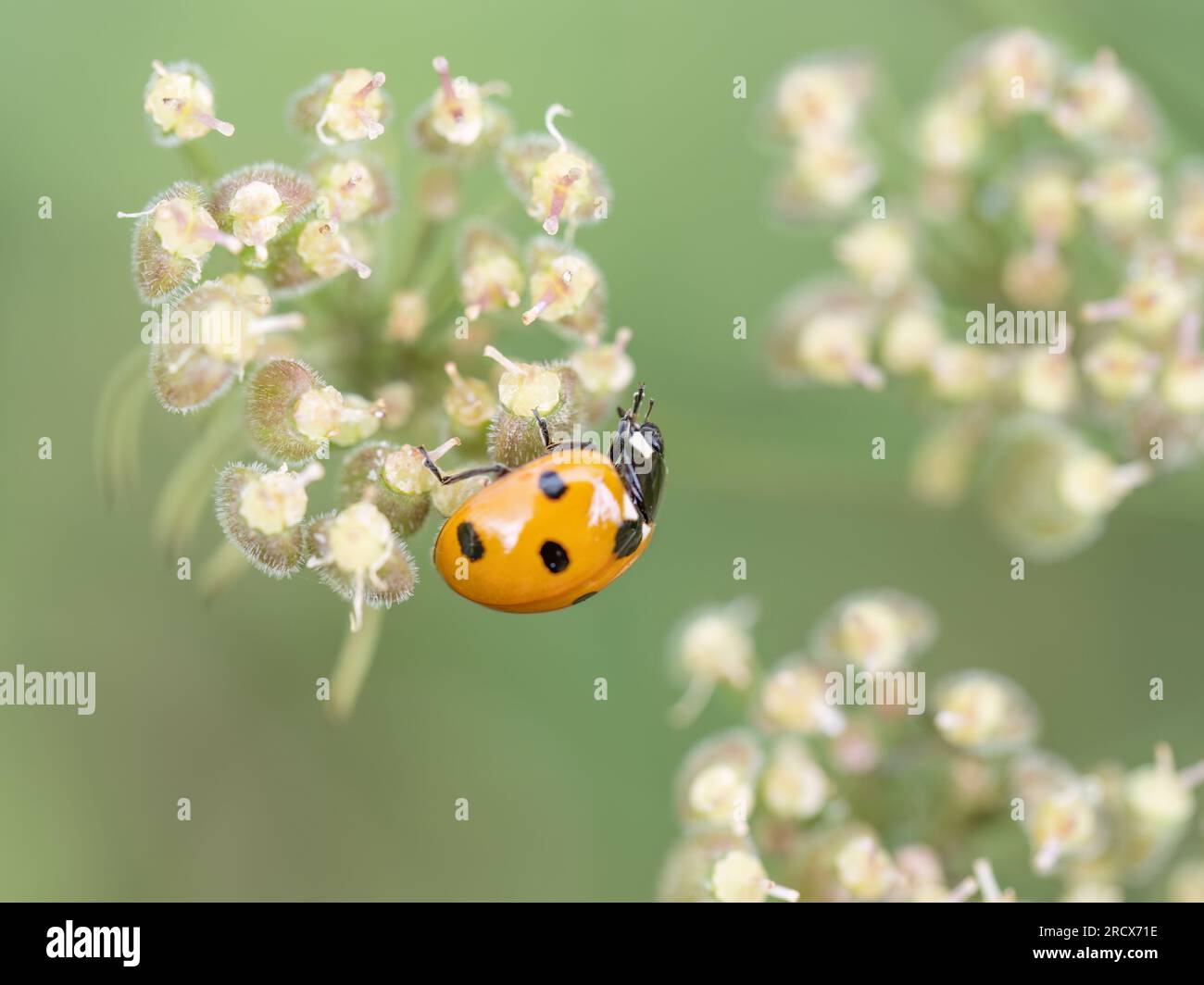 Seven-spot ladybird aka ladybug, Coccinella septempunctata macro on ...