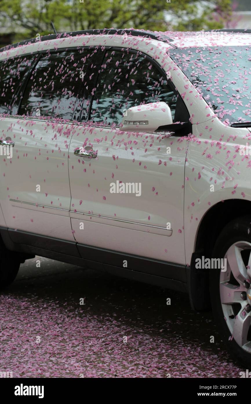 Car cherry blossom hi-res stock photography and images - Alamy