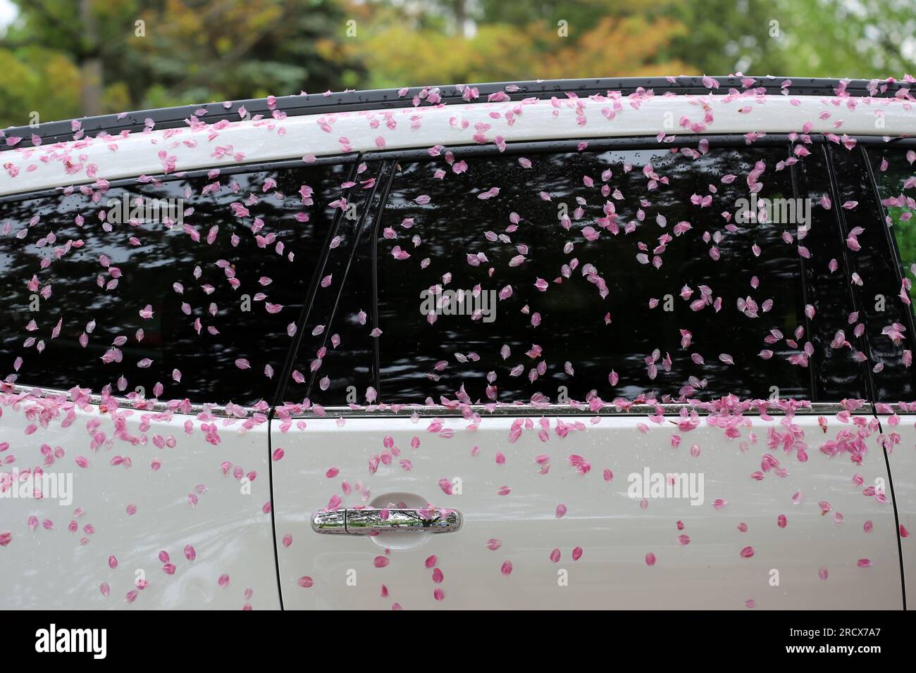 Cherry Blossom Petals Covering A Car After A Rainstorm Stock Photo - Alamy