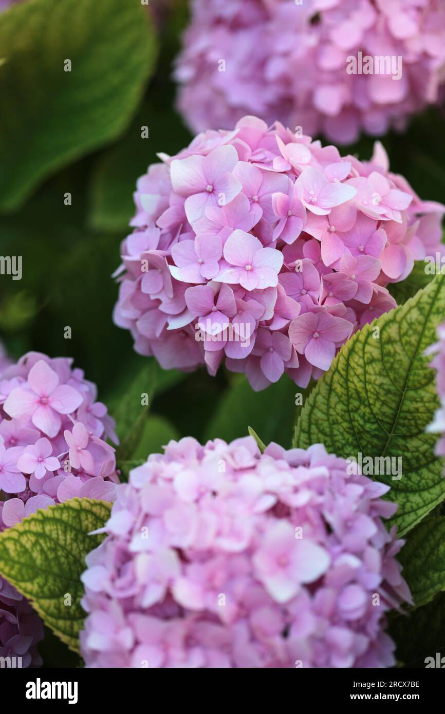 Hydrangea petal pink hi-res stock photography and images - Alamy