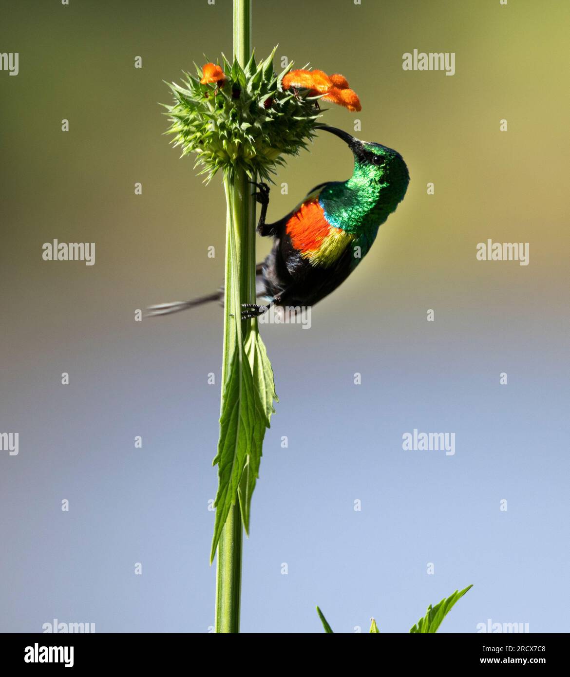 The stunning breeding colours of the male Beautiful Sunbird are ...