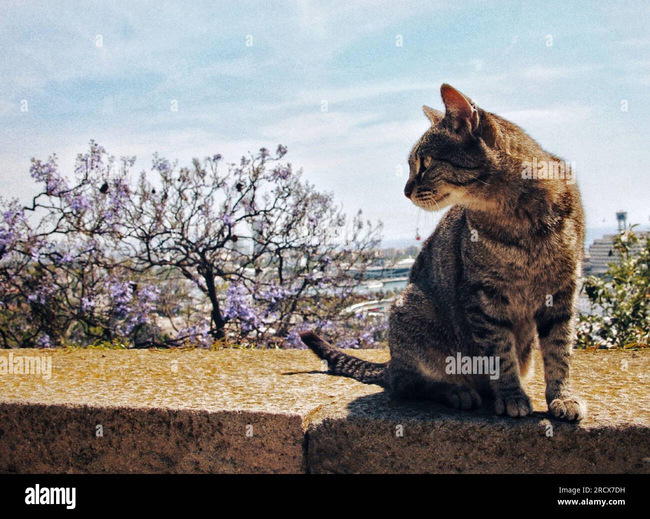 Cat looking to the side Stock Photo - Alamy
