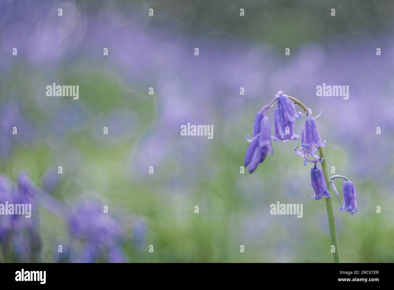 Single Stem of English Bluebell Flowers with background of blue flower ...