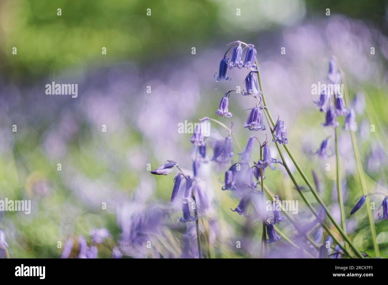 Cluster of English Bluebells with blue and green background Stock Photo ...