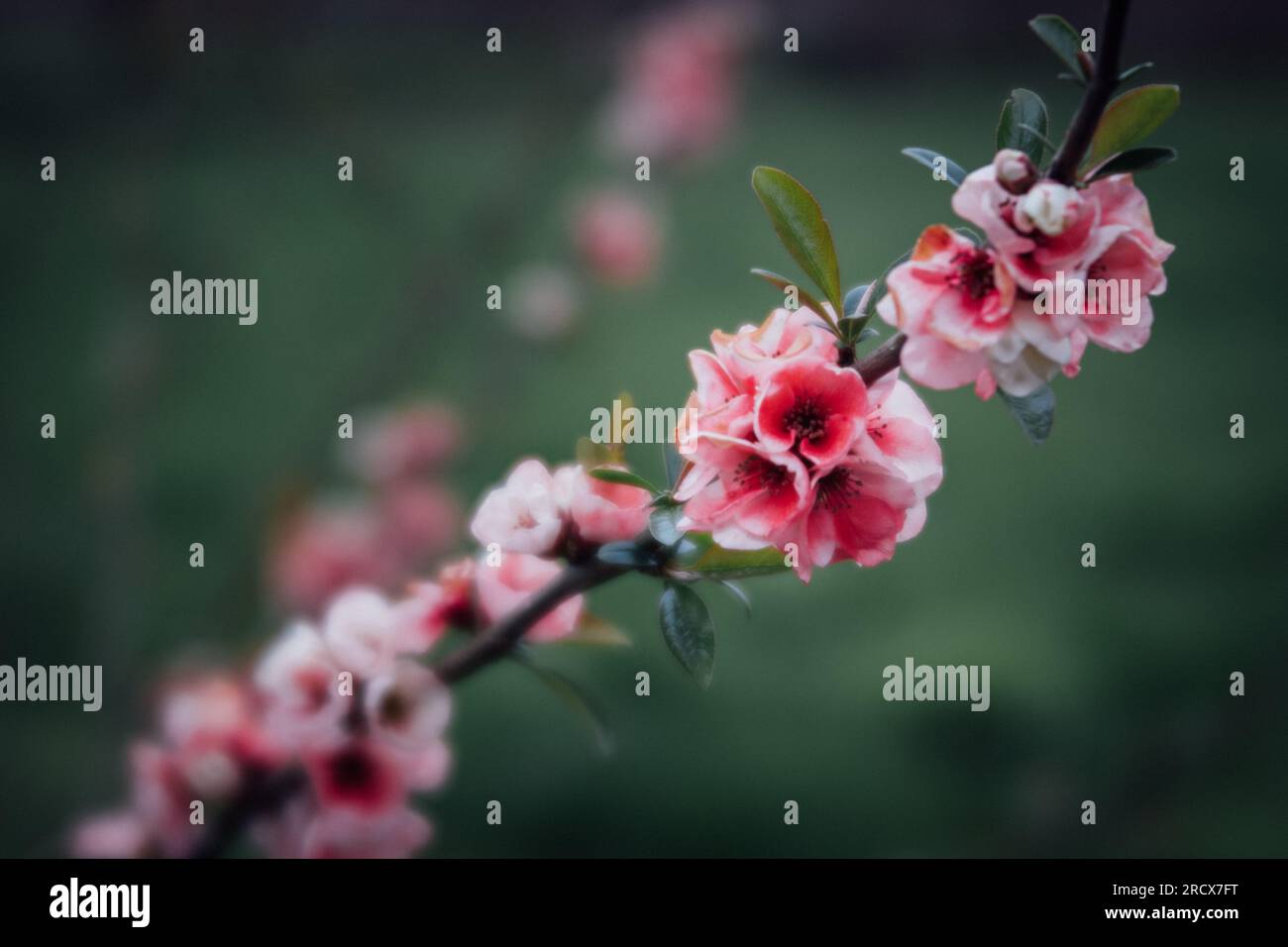 Blooming green background hi-res stock photography and images - Alamy