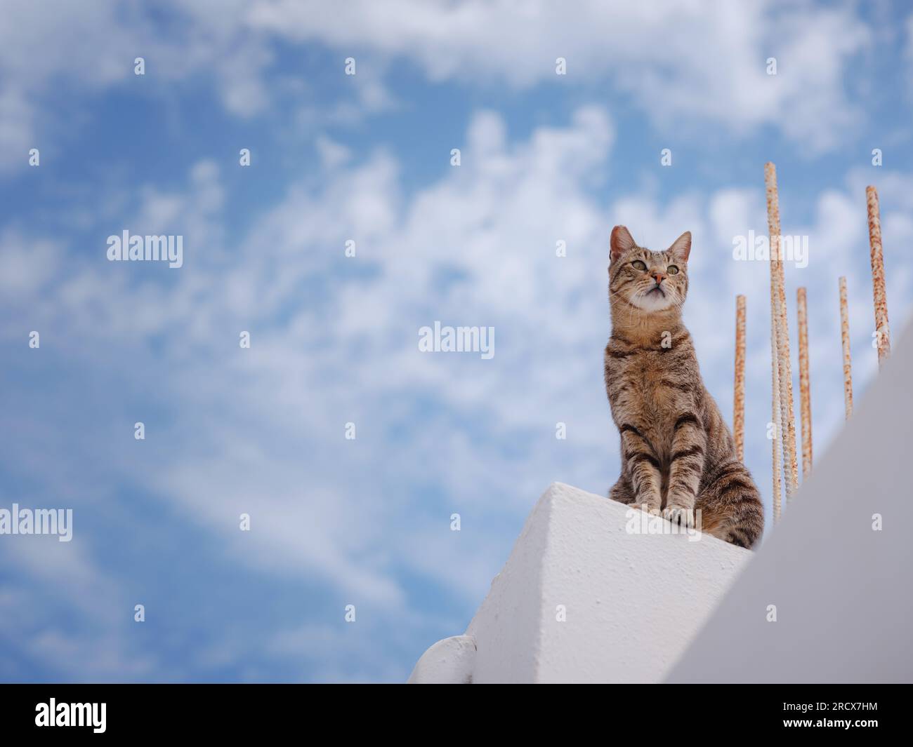 cats lie on roofs of the white-walled houses of city of Lindos. Stray ...