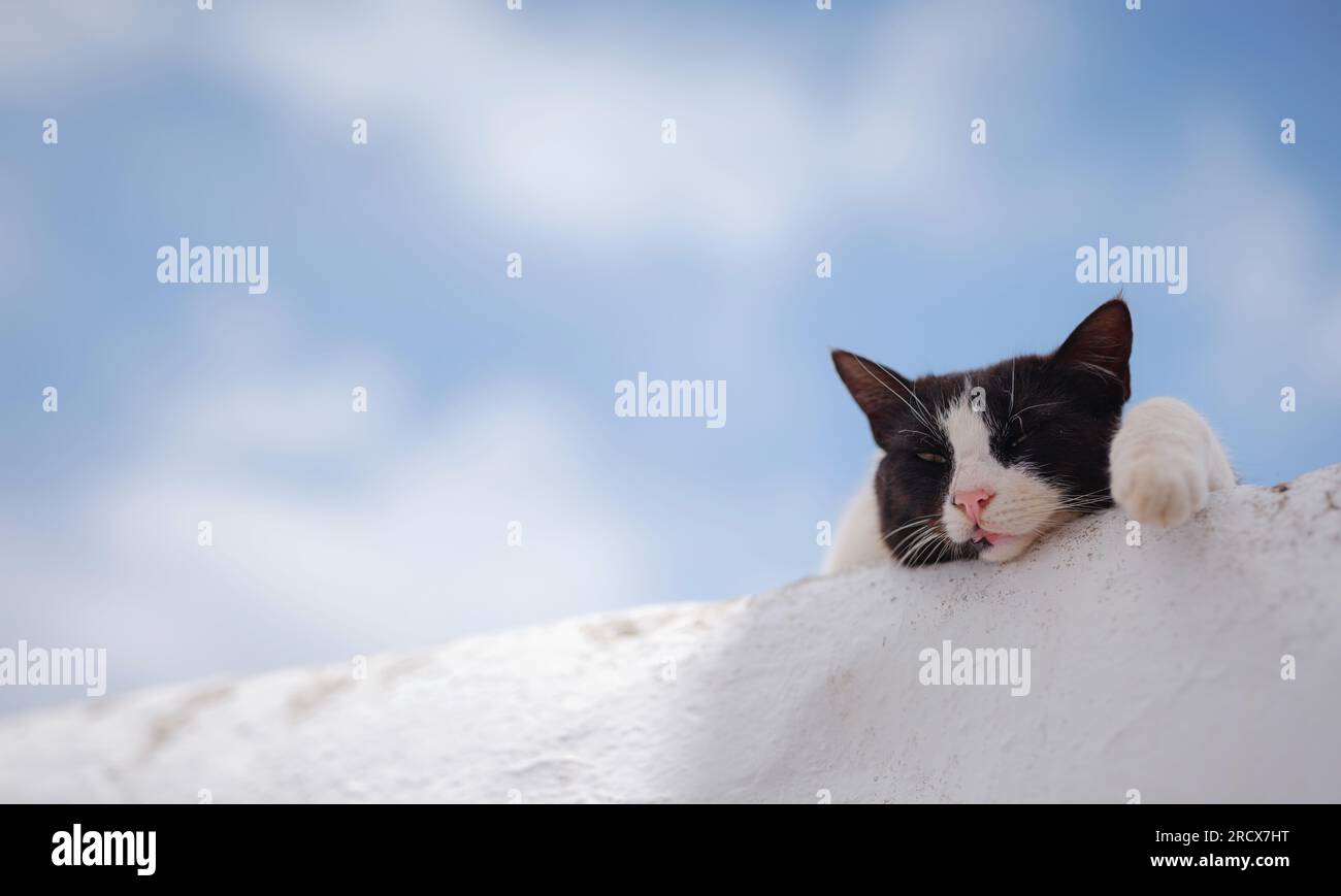 cats lie on roofs of the white-walled houses of city of Lindos. Stray ...