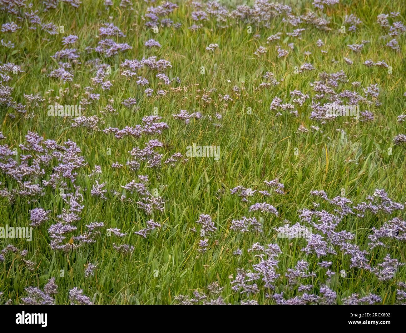 Coastal rosemary plant hi-res stock photography and images - Alamy