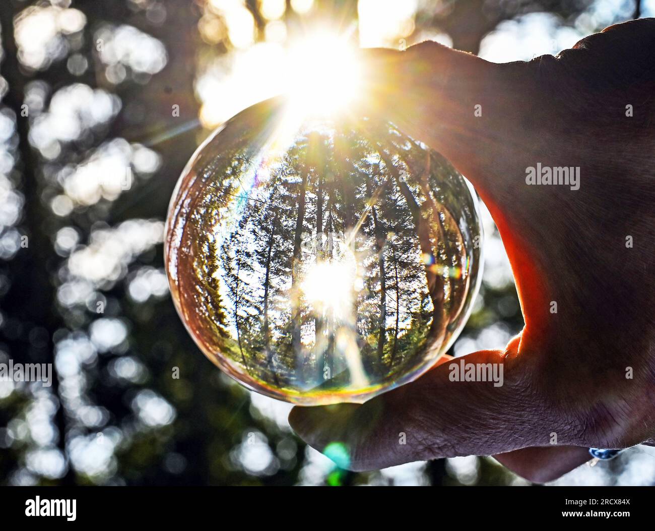 Seebach, Germany. 17th July, 2023. Trees of the Black Forest National ...