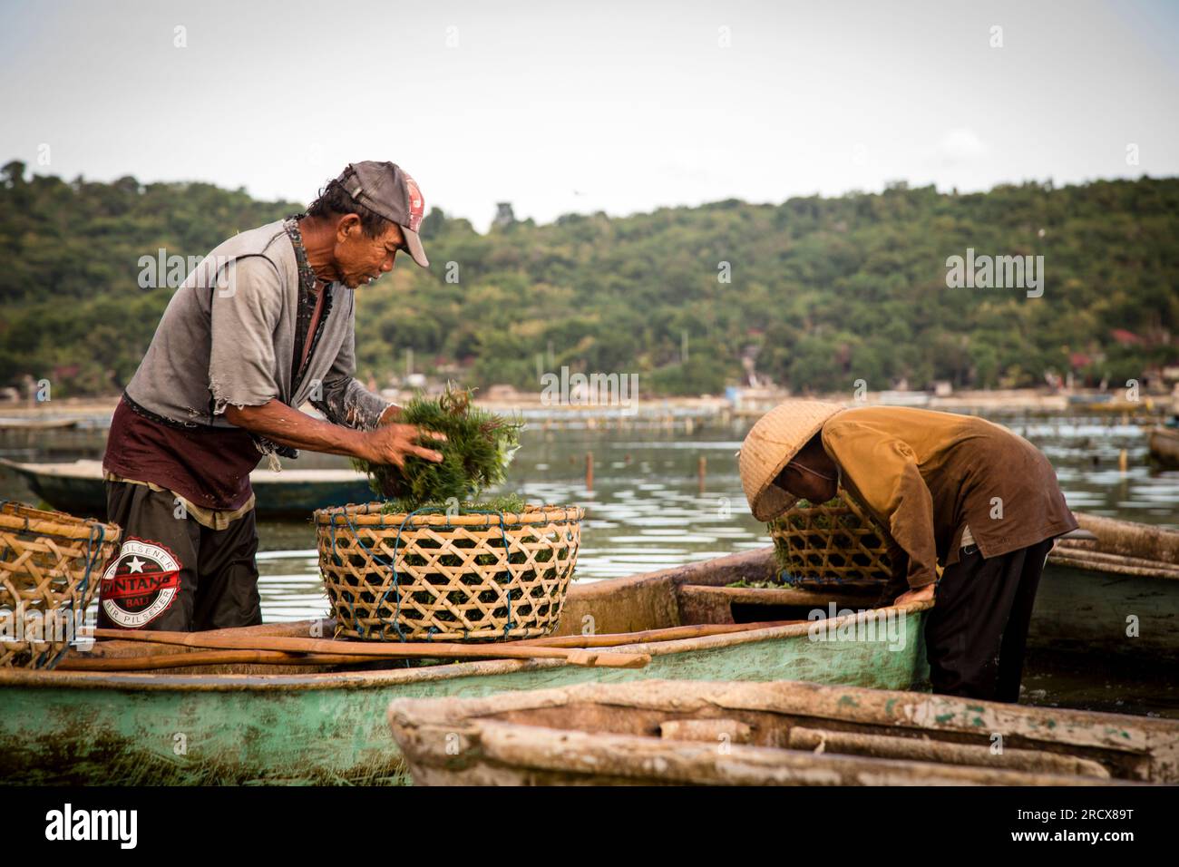 Two seaweed farmers filling baskets on their boat Stock Photo - Alamy