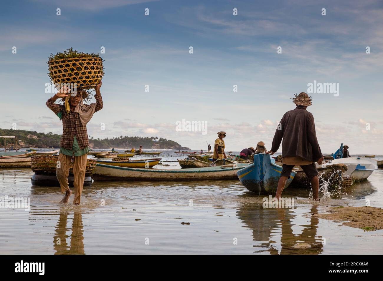 Seaweed Farmers carrying and collecting seaweed Stock Photo - Alamy