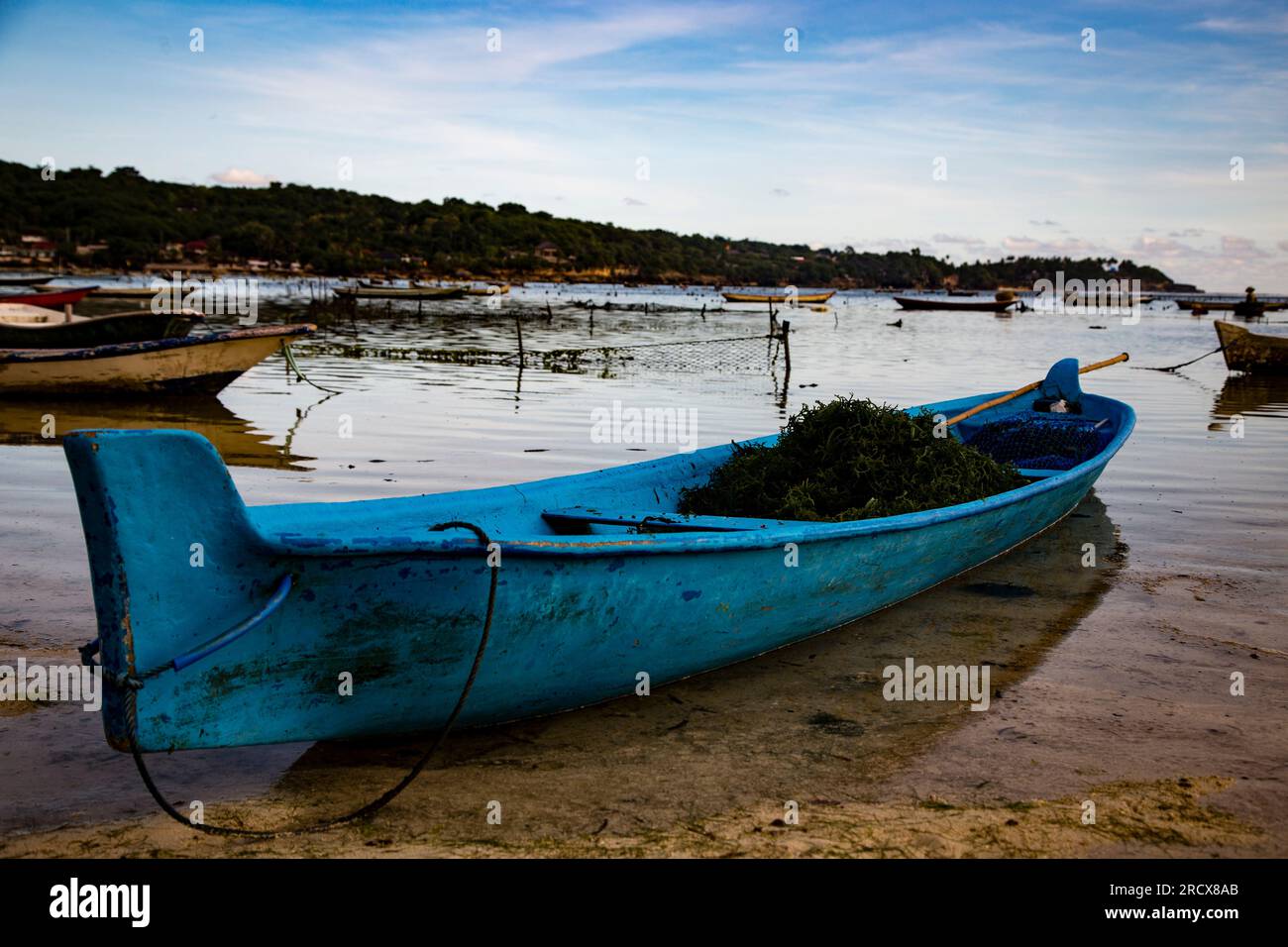 Blue rowing boat filled with seaweed on Nusa Lembongan Stock Photo - Alamy
