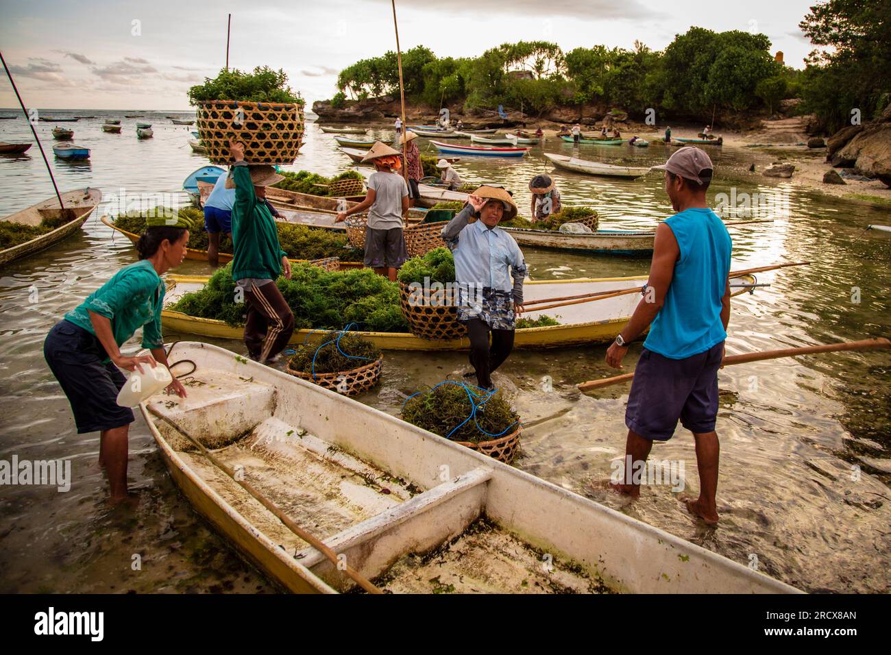 Seaweed Farmers harvesting seaweed Stock Photo - Alamy