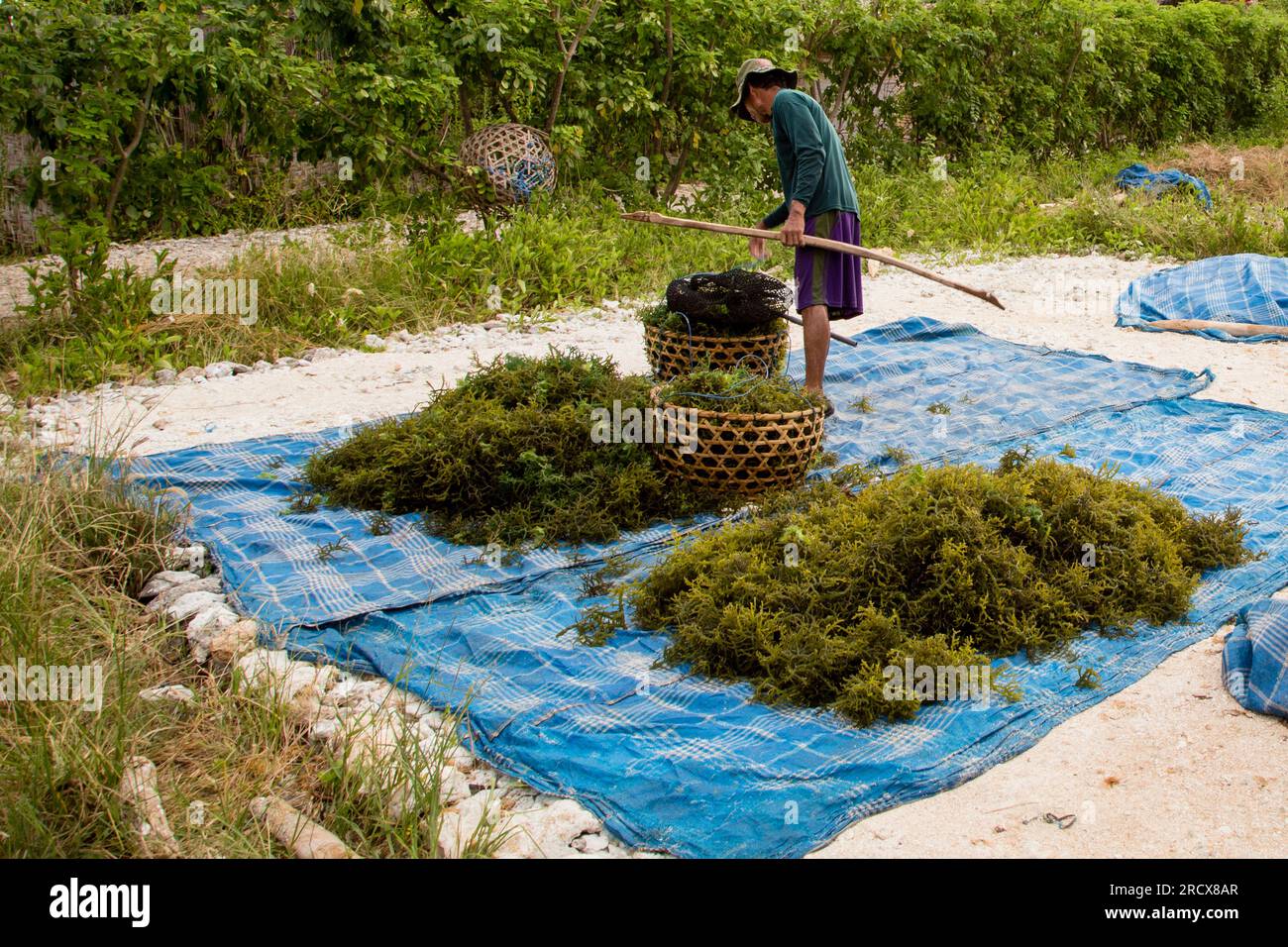Drying seaweed a hi-res stock photography and images - Alamy