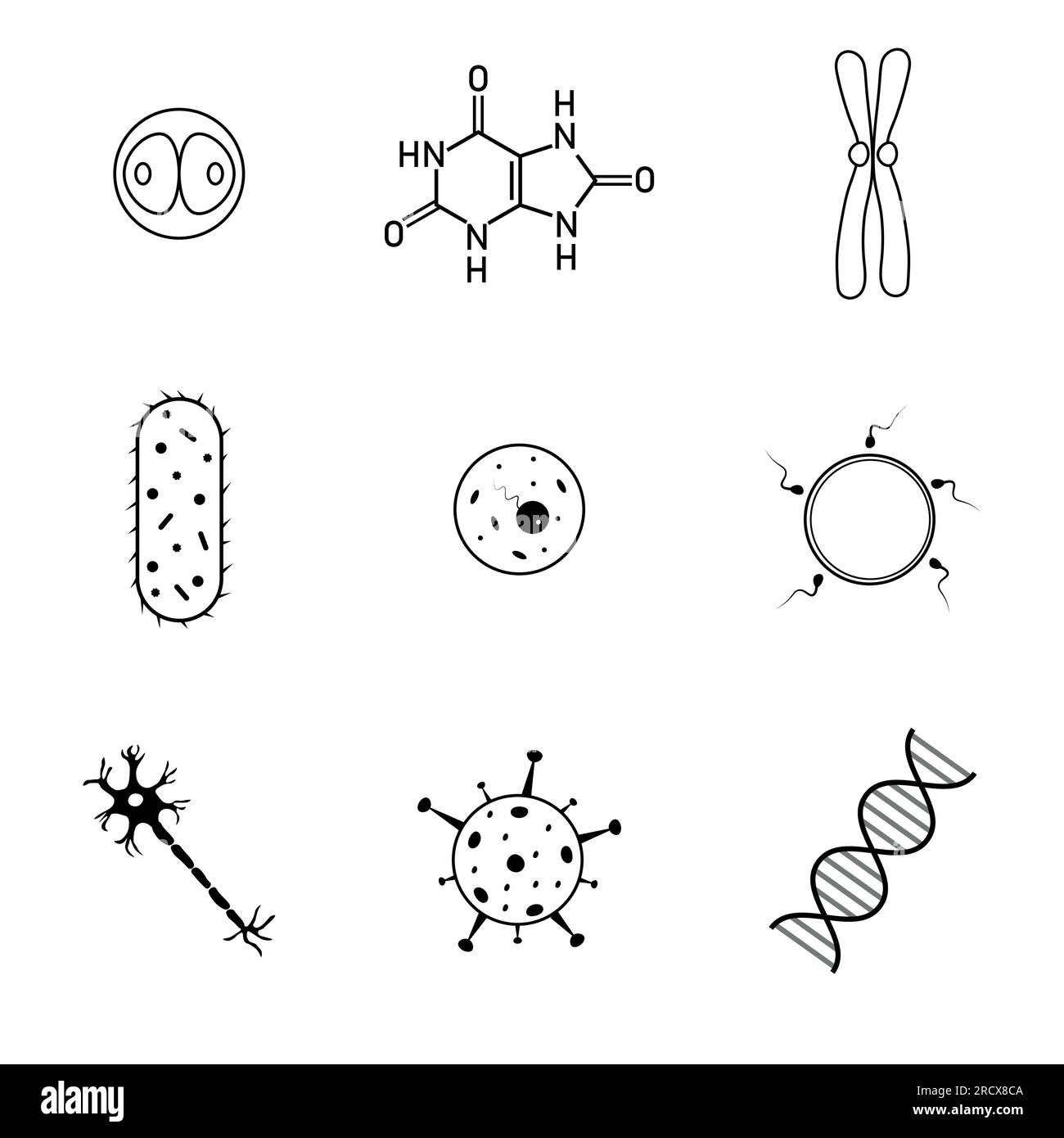 Non Pathogenic Bacteria
