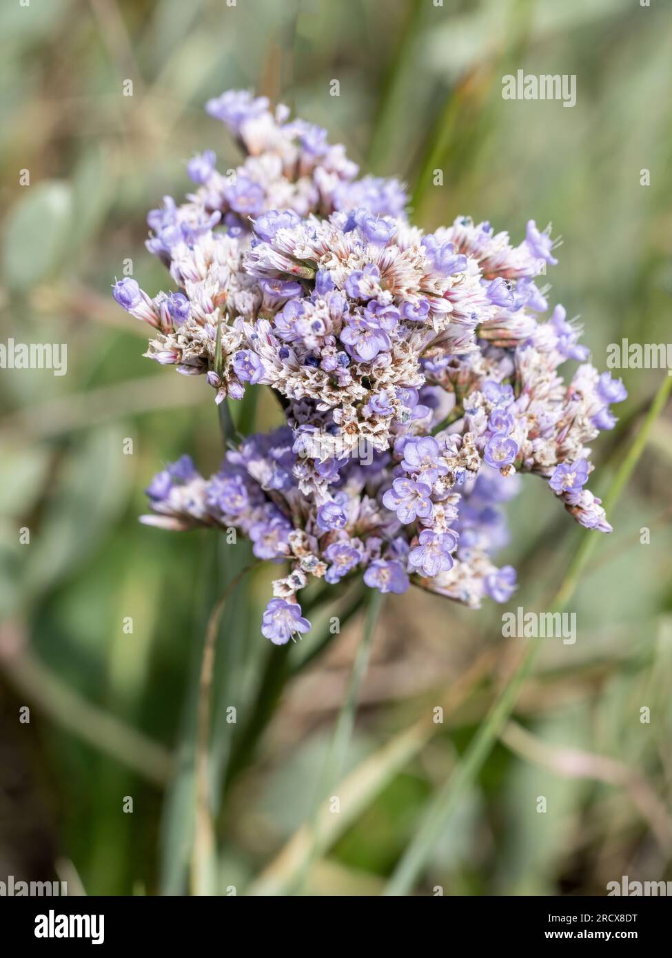 Limonium sinuatum, aka wavyleaf sea lavender, statice, sea lavender, notch leaf marsh rosemary ...