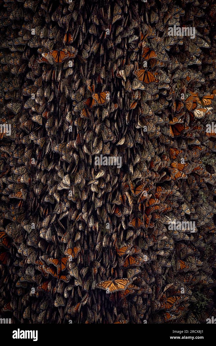 Monarch butterfly winter hi-res stock photography and images - Alamy