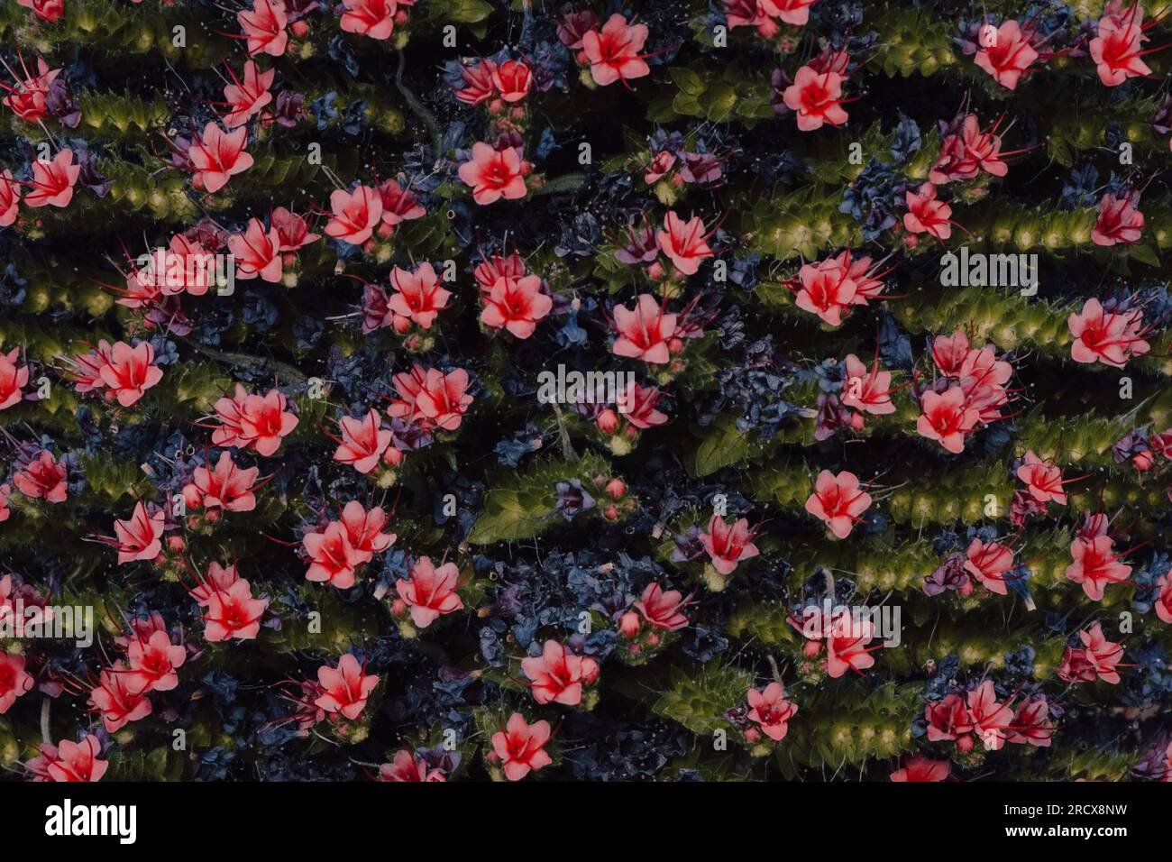 Tajinaste flower tenerife island hi-res stock photography and images ...