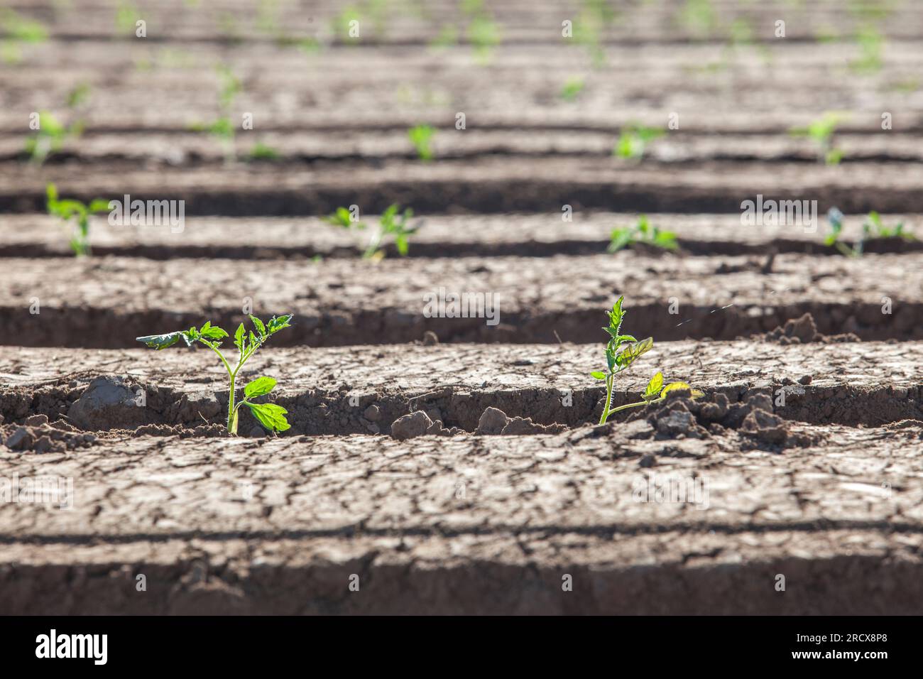 Watering seedling planted soil hi-res stock photography and images - Alamy