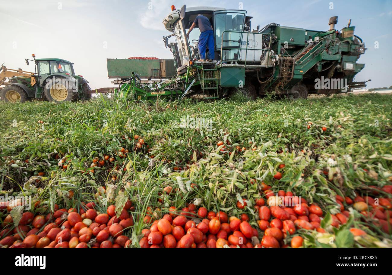 Does Tractor Supply Sell Tomato Plants at George Bousquet blog