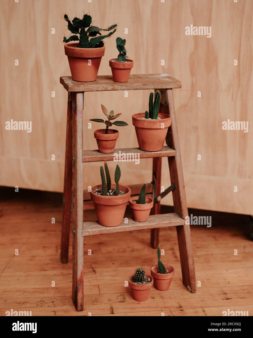cacti in terracotta pots displayed on a wooden ladder Stock Photo - Alamy