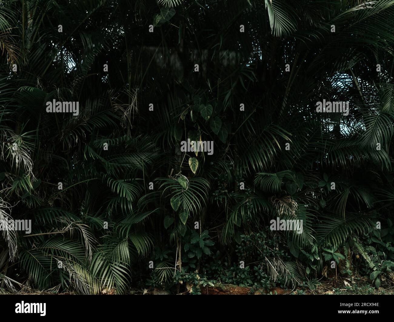 Tropical and lush green trees forming a natural wall Stock Photo - Alamy