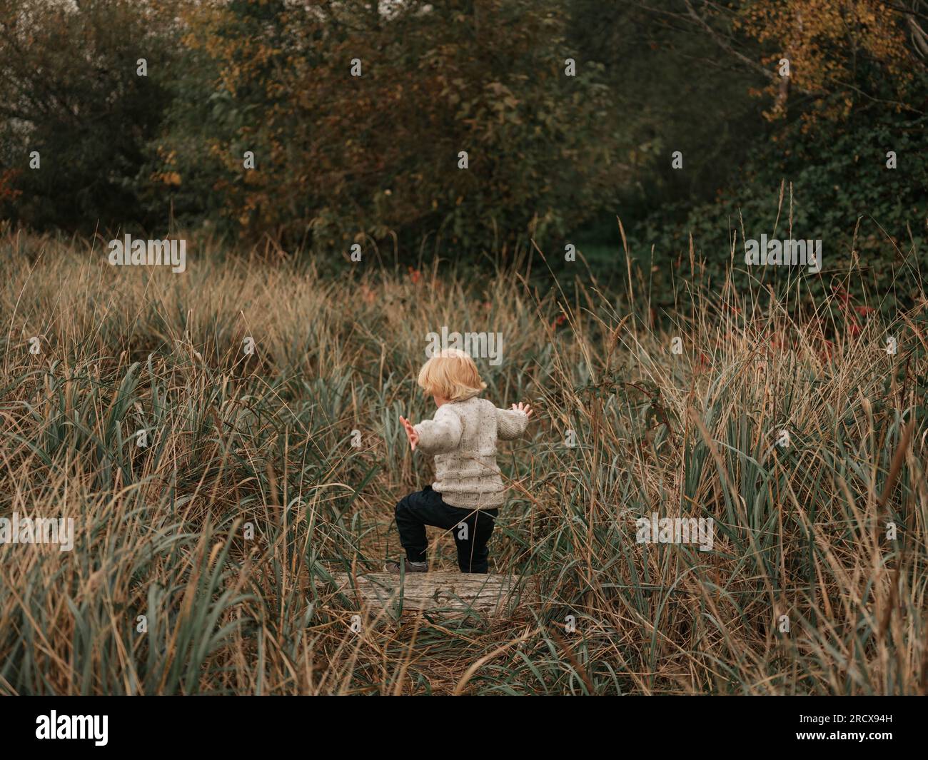 2-year-old boy exploring the autumn landscape through tall grass Stock ...