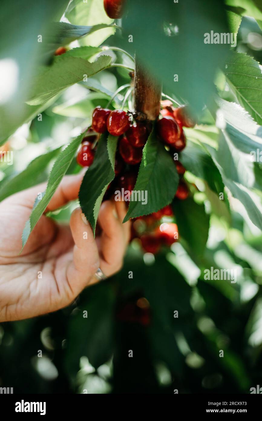 Man's hand picking ripe red cherries from a cherry tree Stock Photo - Alamy