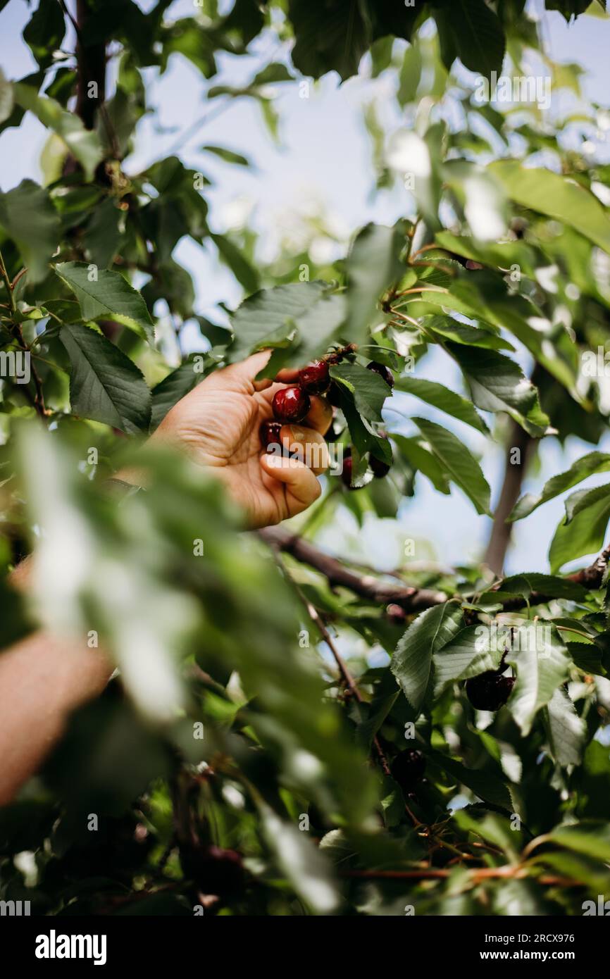 Hand reaching into a lush green cherry tree to pick ripe red cherries ...
