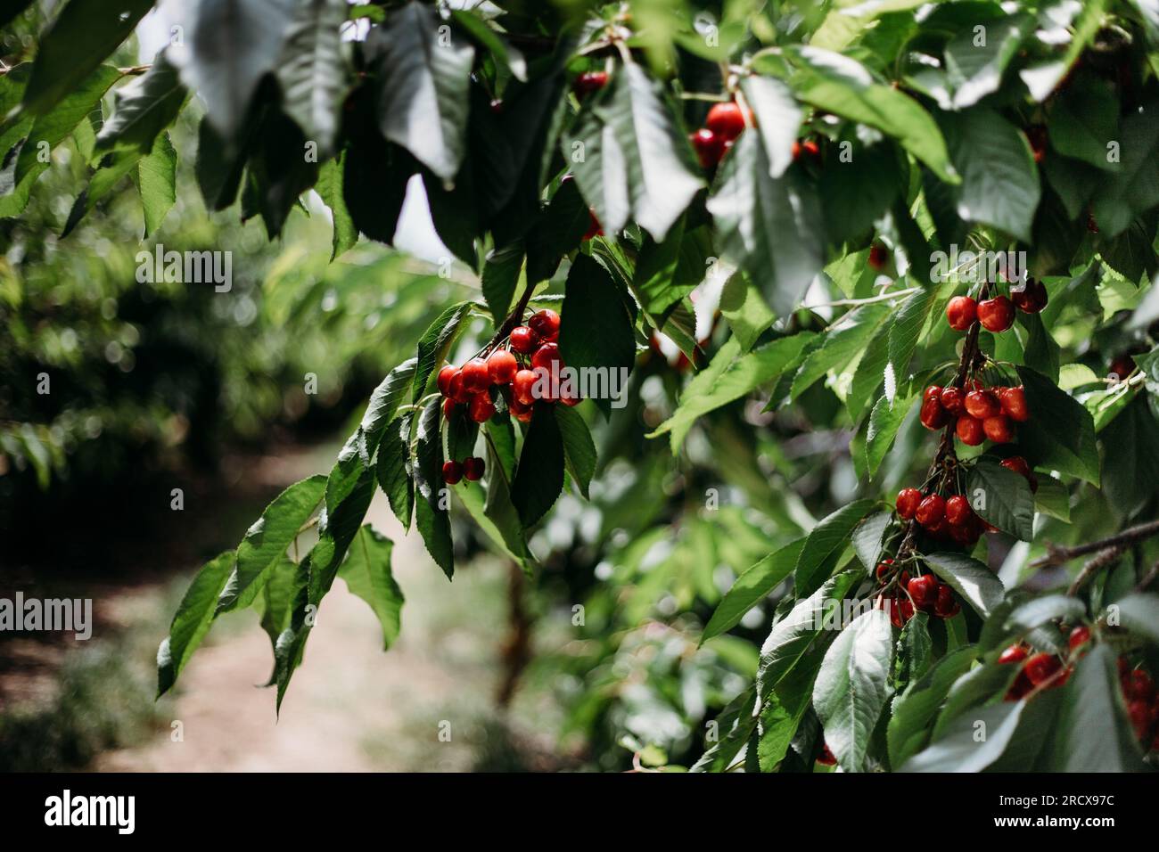 Green cherry tree hi-res stock photography and images - Alamy