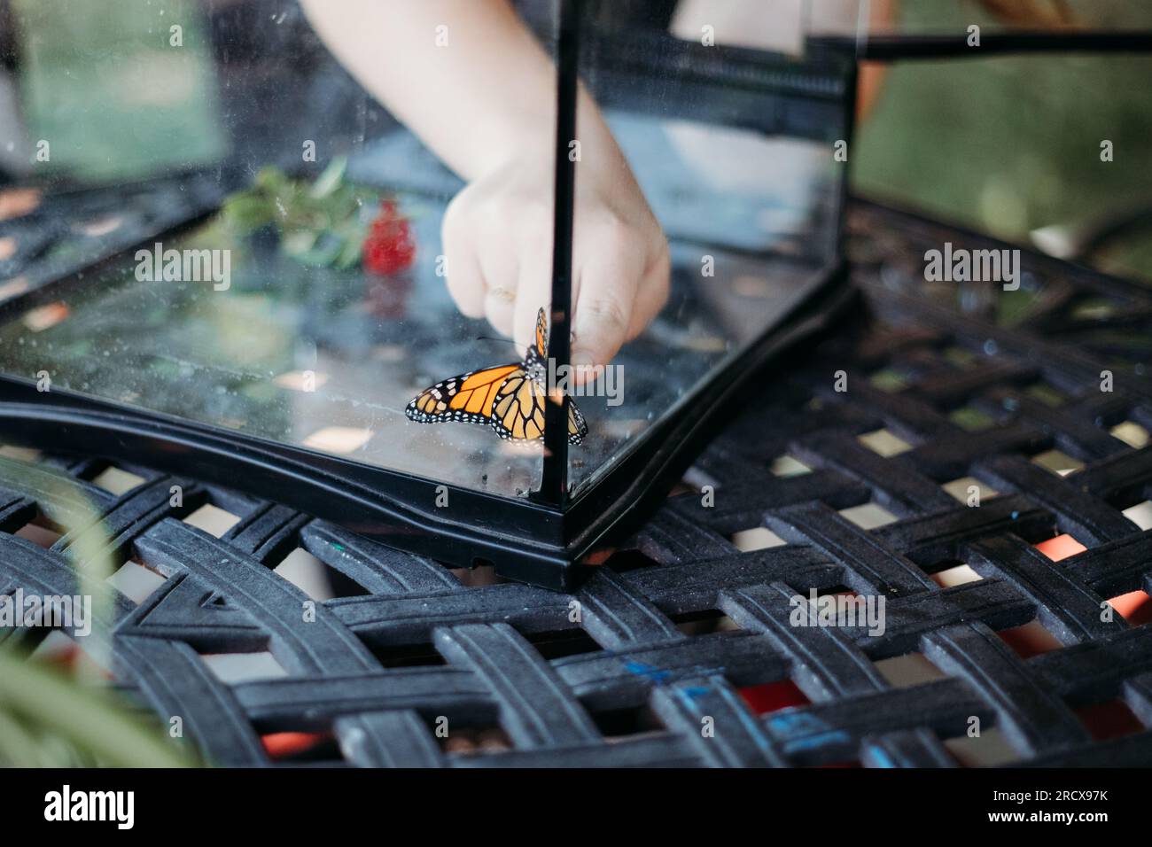 Girl releasing a monarch butterfly into the wild Stock Photo - Alamy
