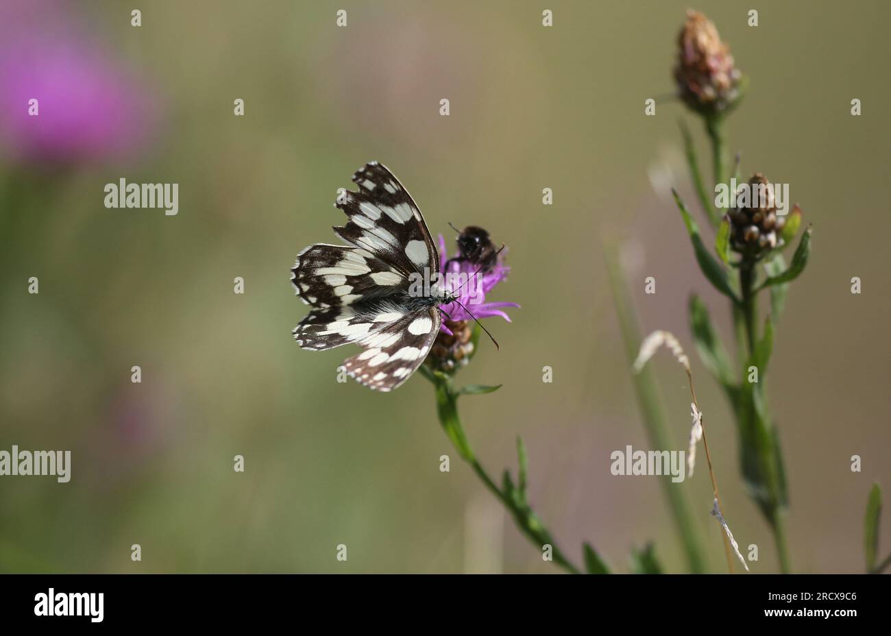 17 July 2023, Baden-Württemberg, Münsingen: A checkerboard butterfly ...