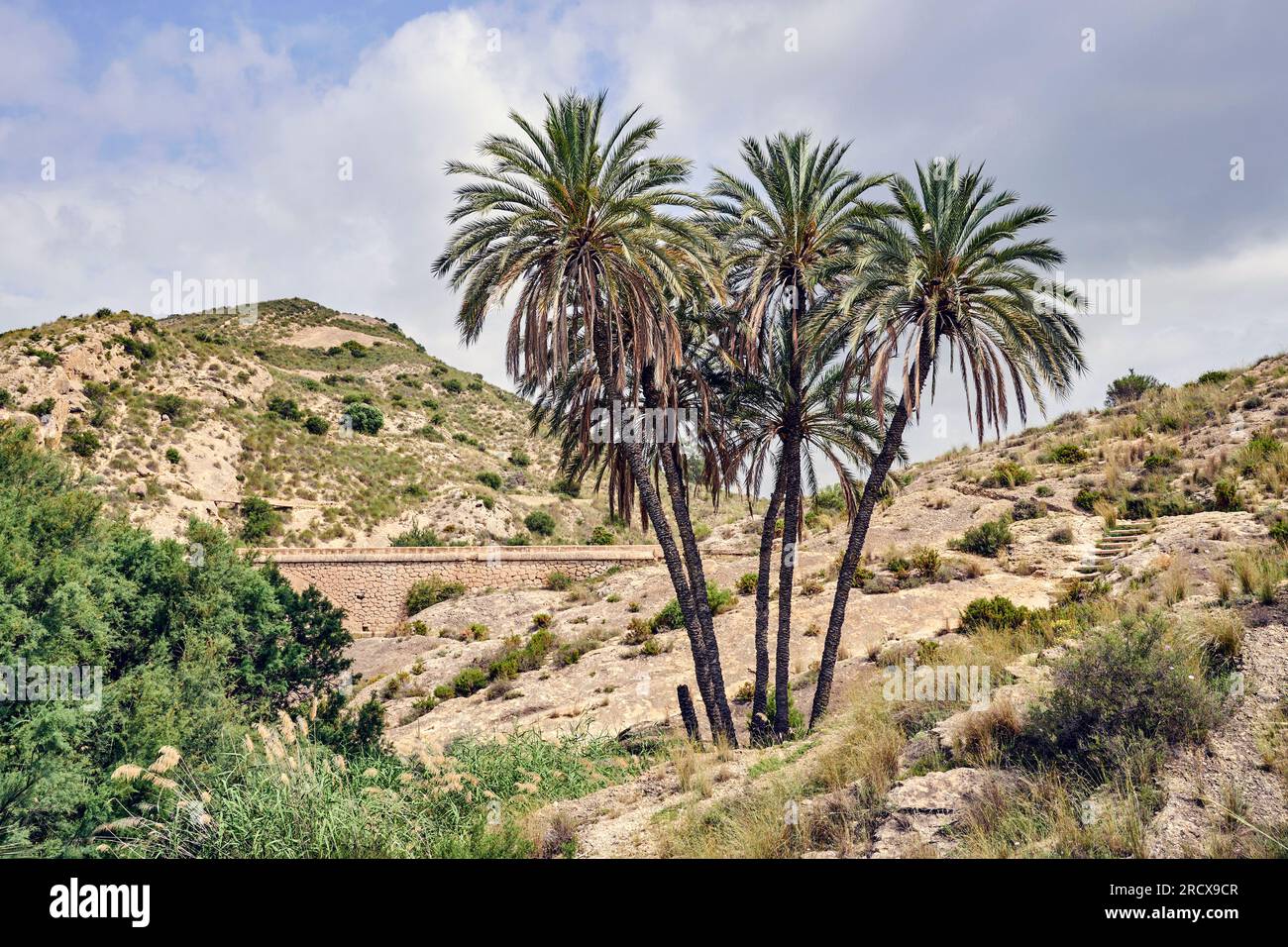 Pantano de elche hi-res stock photography and images - Alamy